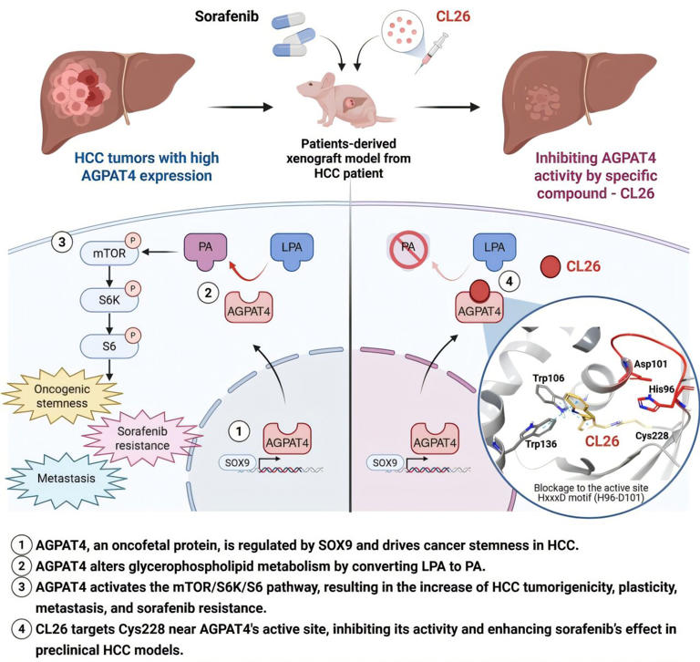 Targeted therapy overcomes cell plasticity in liver cancer mouse models