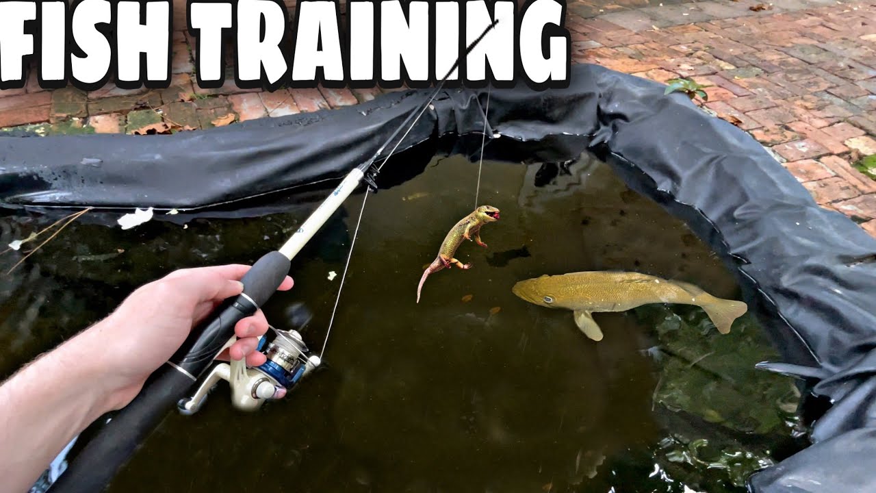 Training My Pet Fish to Eat Live Lizards
