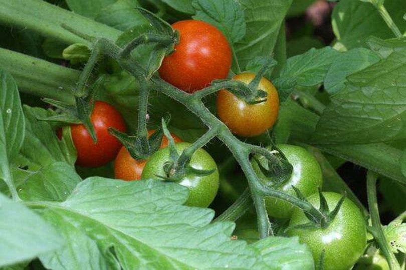 Tomato harvest will 'double' if you 'tap' plants at home every day
