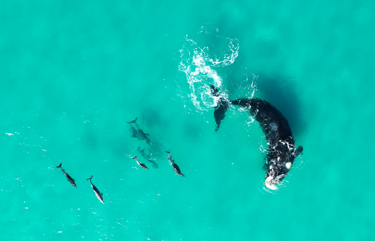 Whales and dolphins have an ‘intriguing' relationship, study finds ...