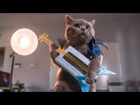 Rude cats take charge of a busy office for one day