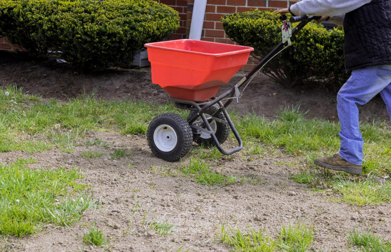 Is Overseeding or Reseeding Best for Your Damaged Lawn?