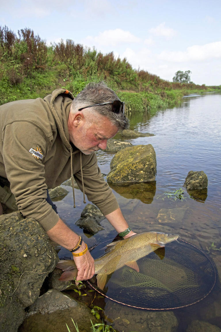 Top tips on rolling meat for barbel