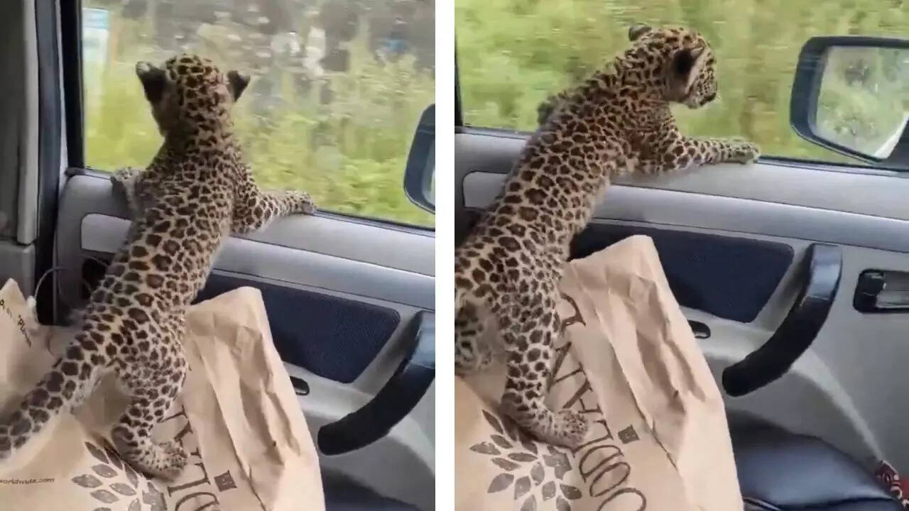 Viral video shows man taking leopard cub in car; IFS officer explains ...