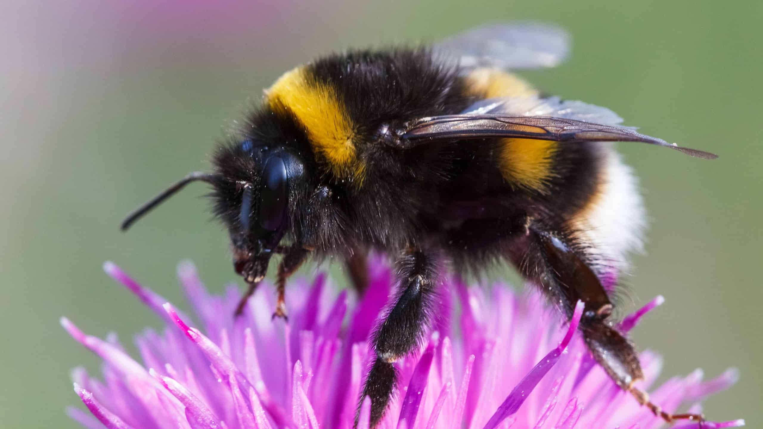 All the Buzz: How to Tell a Bumblebee from a Honeybee
