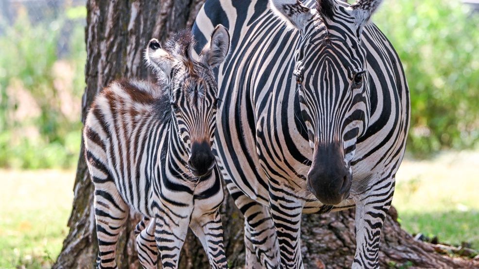 OKC Zoo reveals 2026 conservation travel destinations to inspire ...