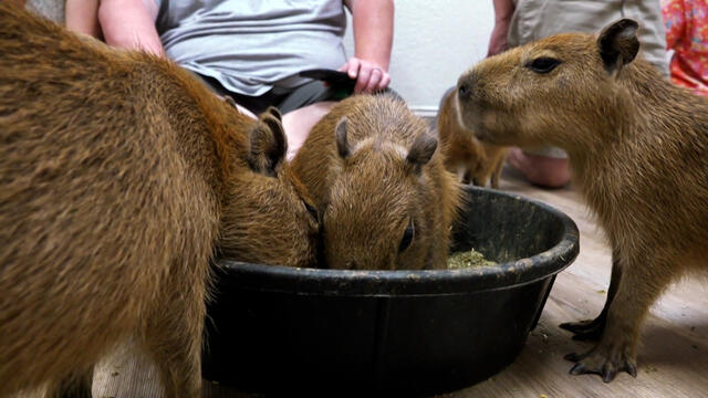 Capybara Cafe in Florida Helps Fund Local Animal Sanctuary