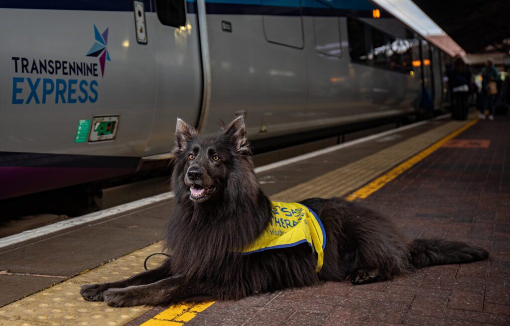 Britain’s first railway therapy dog starts work helping anxious passengers