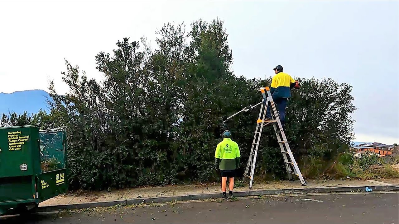 How we prune the biggest hedge in Hobart