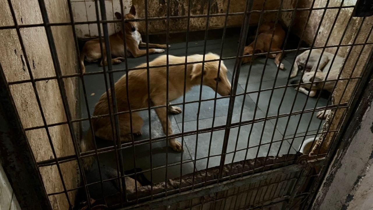 Larger Supreme Court bench to hear Delhi dogs case tomorrow amid backlash