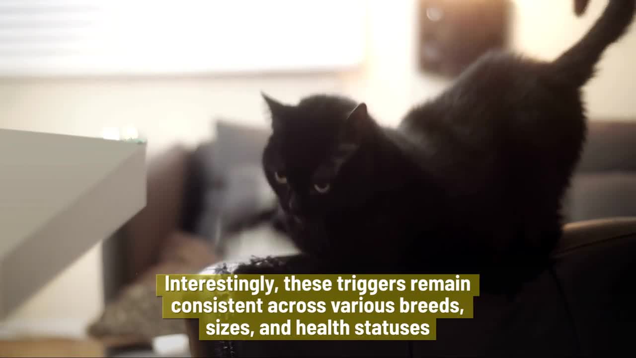 How To Stop Your Cat Destroying The House