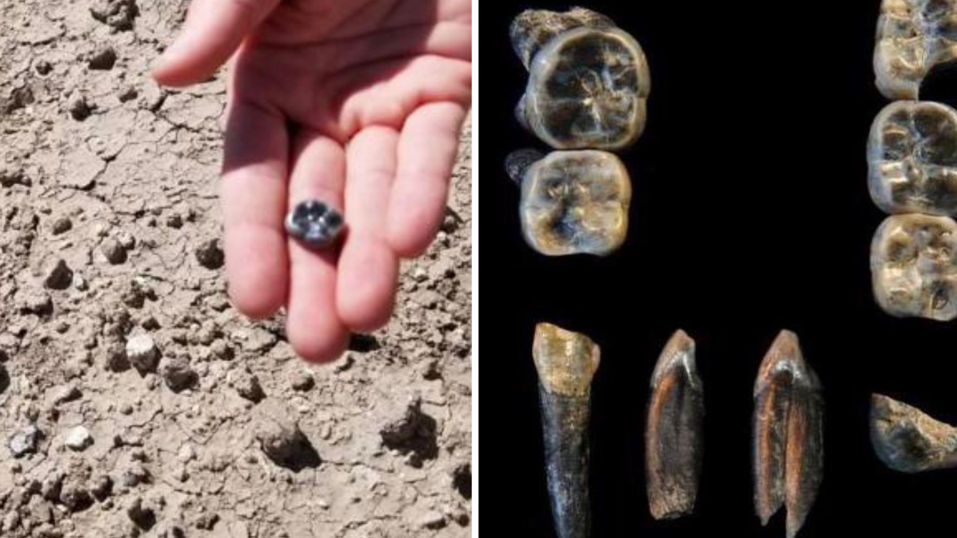 Fossil teeth unveil new early human species that lived 2.8 million ...