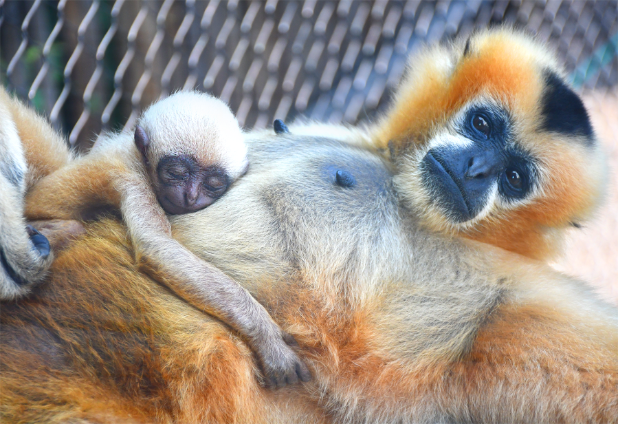 Help name this sweet baby ape at the Akron Zoo!