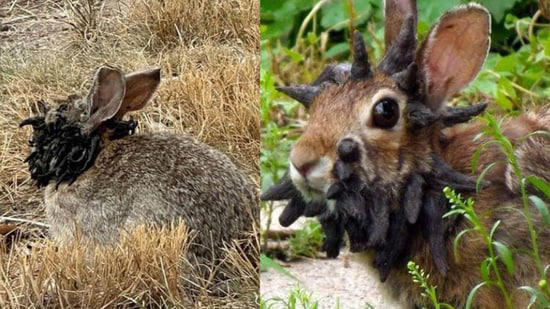 Why are rabbits in Colorado growing horns? Not a myth but a medical ...