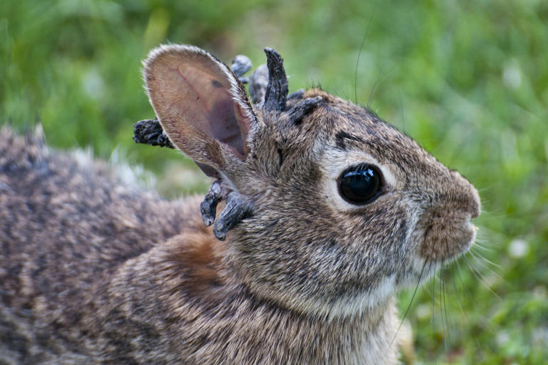 Colorado rabbits seem to be growing horns and tentacles. What's behind ...