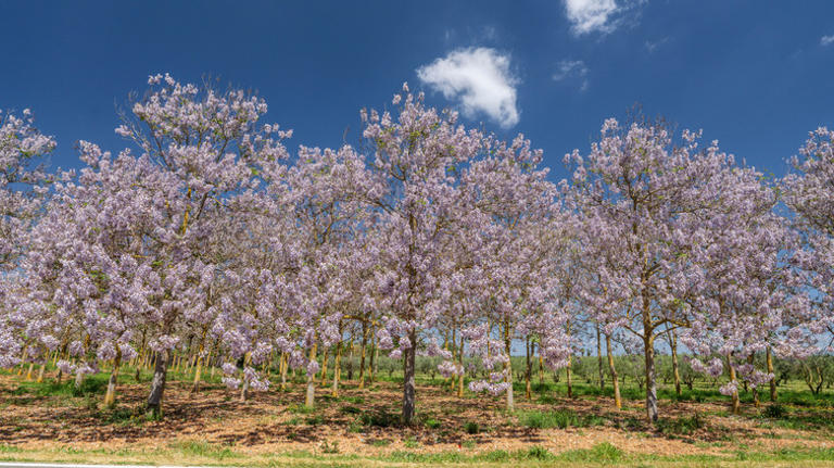 Think Twice Before Planting These 5 Trees — They're Banned In Several ...