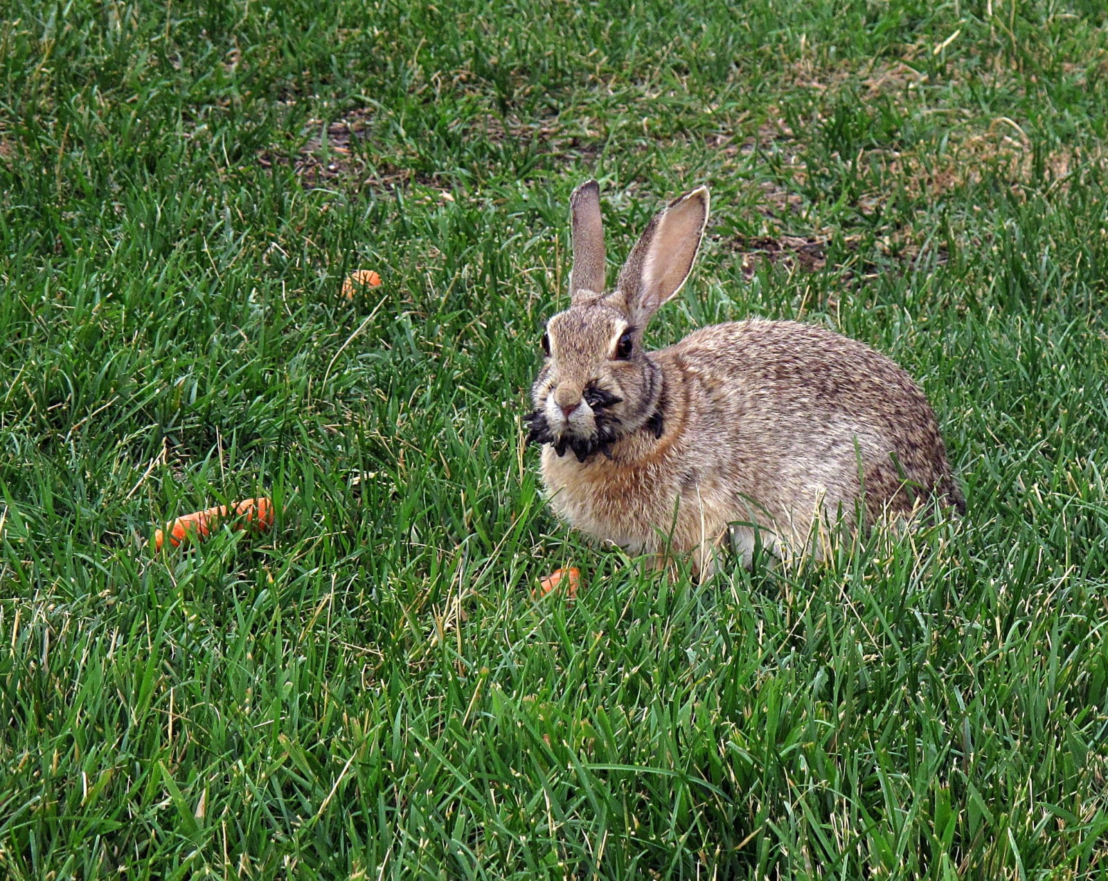 Rabbits with 'Tentacles' on Their Heads Invade Colorado — Experts ...