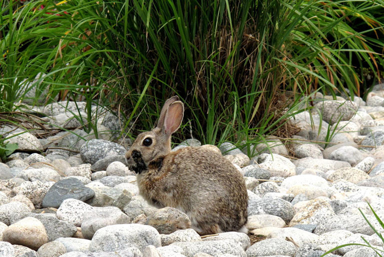 Rabbits with 'Tentacles' on Their Heads Invade Colorado — Experts ...