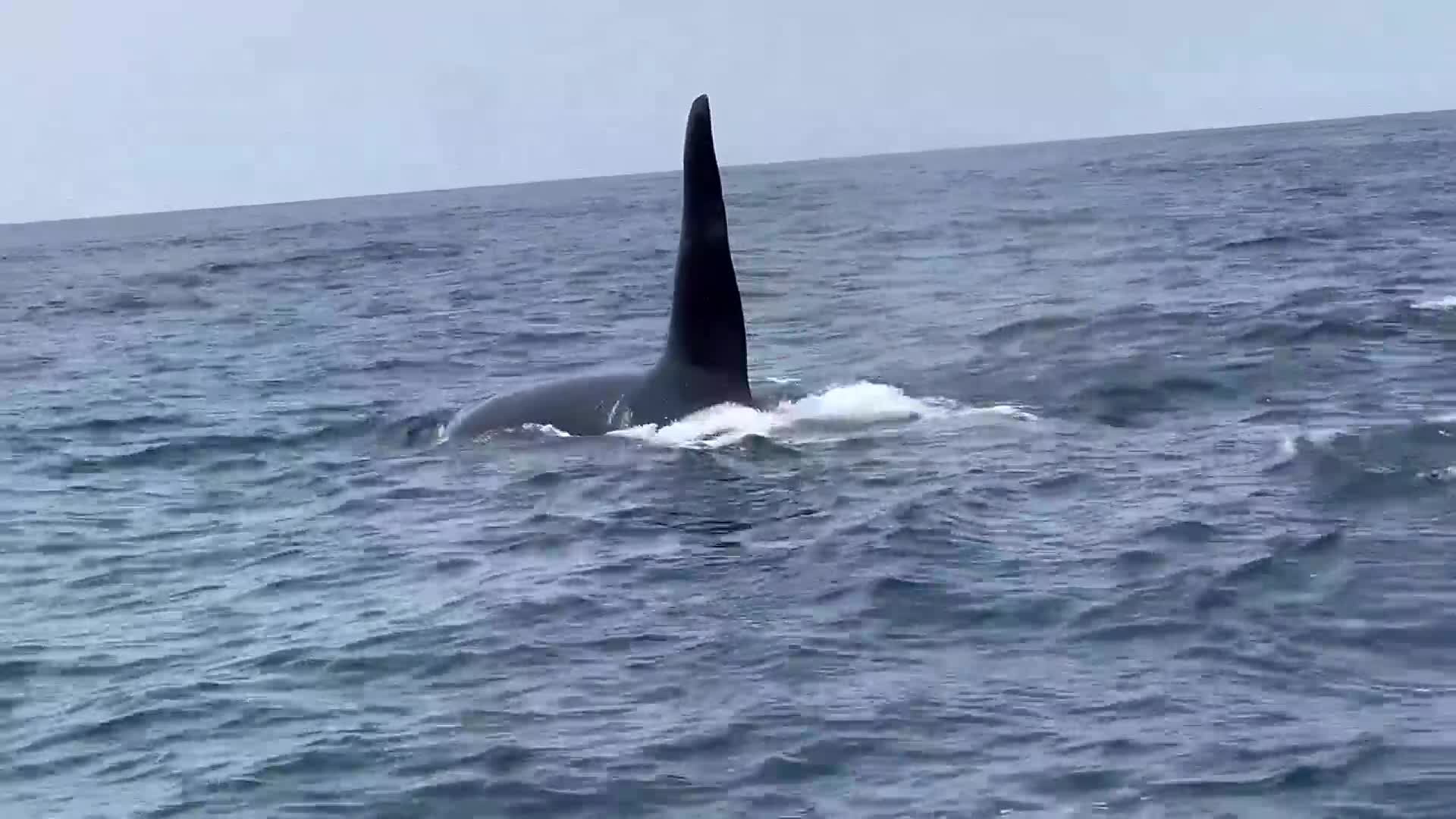 ‘That’s a killer whale’: Video shows rare encounter with orca off Mass ...