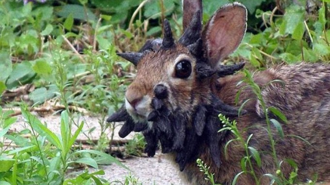 Colorado Rabbits With Tentacles Alarm Residents As 'Nightmare Bunnies ...
