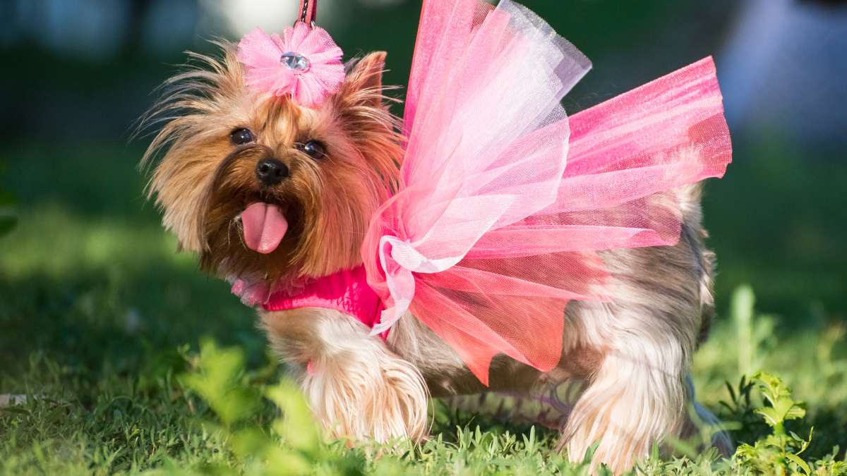 The 12 Things Your Dog Wants You to Stop Doing