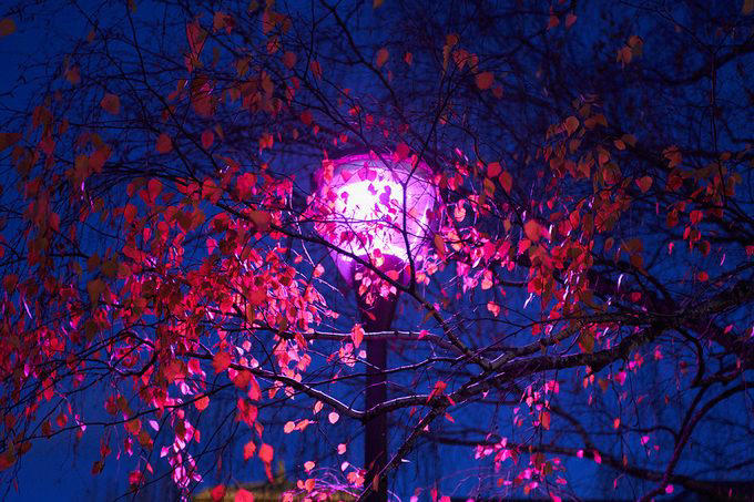 Why Are Some Street Lights Turning Purple? The Surprising Reason Explained
