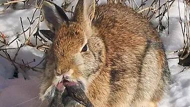 Tentacled 'Last Of Us' Style Rabbits Spotted In Colorado: Reports
