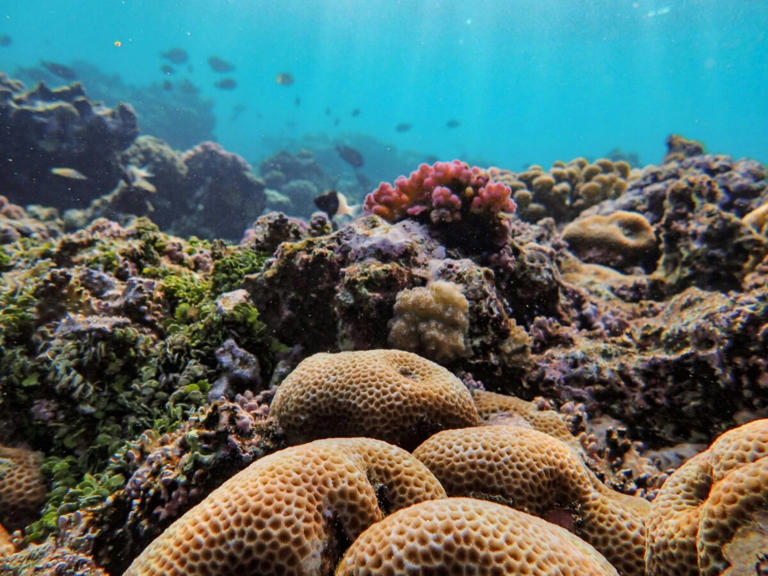 Diversidad acuática: conoce a los animales que nadan en nuestros mares