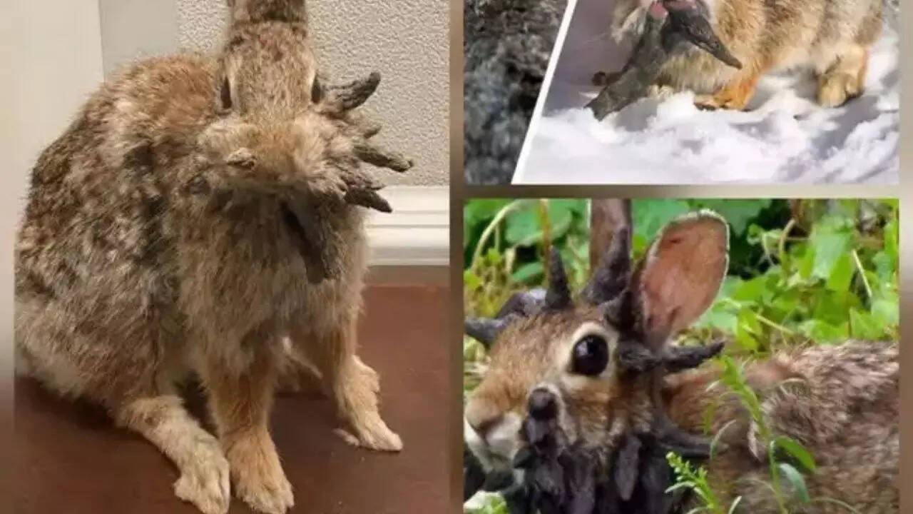 This virus is turning rabbits into ‘zombie bunnies’ with horn-like ...