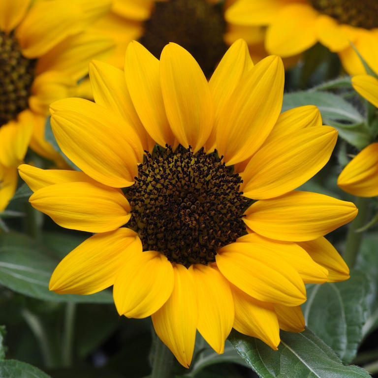 Grow sunflowers to attract birds and pollinators