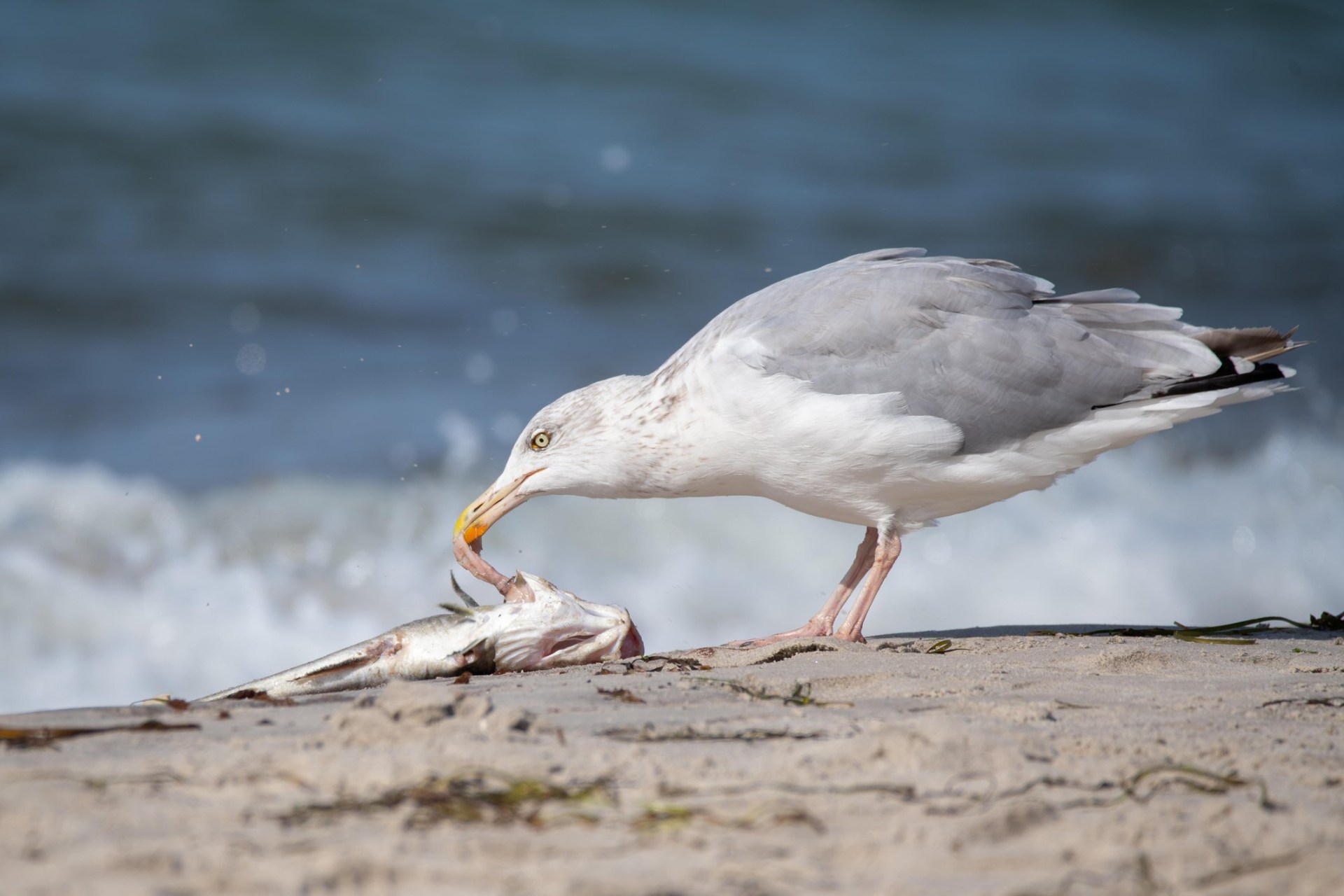 Gull kicked to death after swooping on seaside chippy