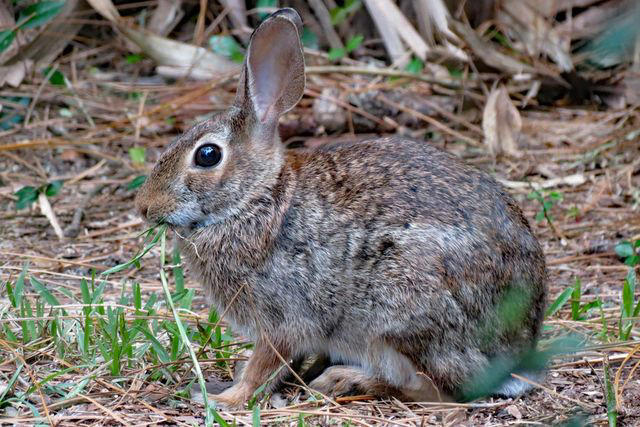 Virus in Colorado Creating 'Frankenstein' Rabbits with Eerie Tentacle ...