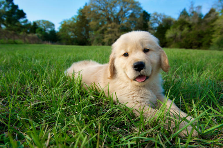 10 Golden Rules of Raising a Golden Retriever, According to Experts