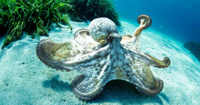 Octopuses Defy The Conventional Laws of Evolution, Say Scientists