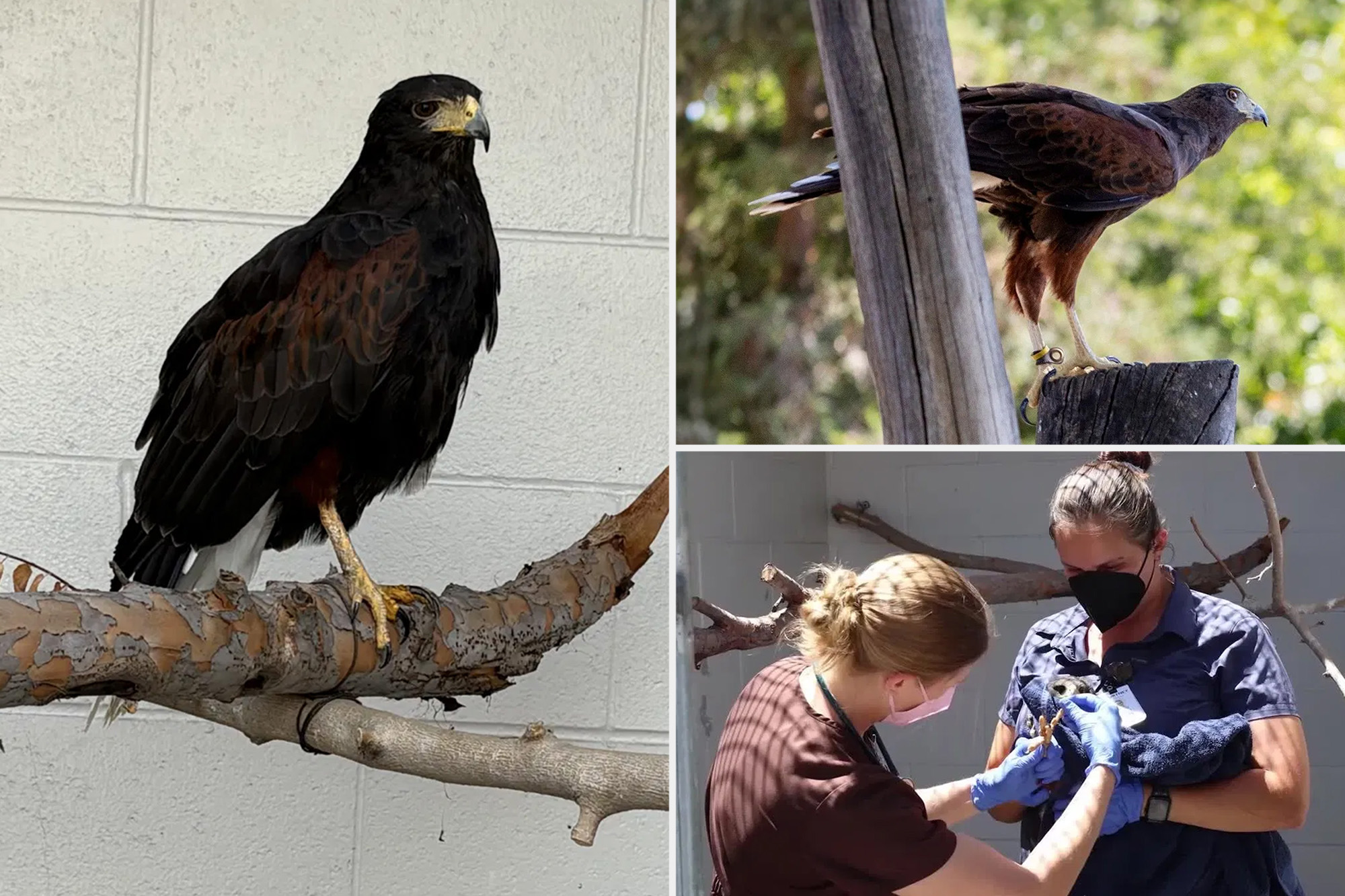 Hawk returns to California zoo after 15 months in the wild: report