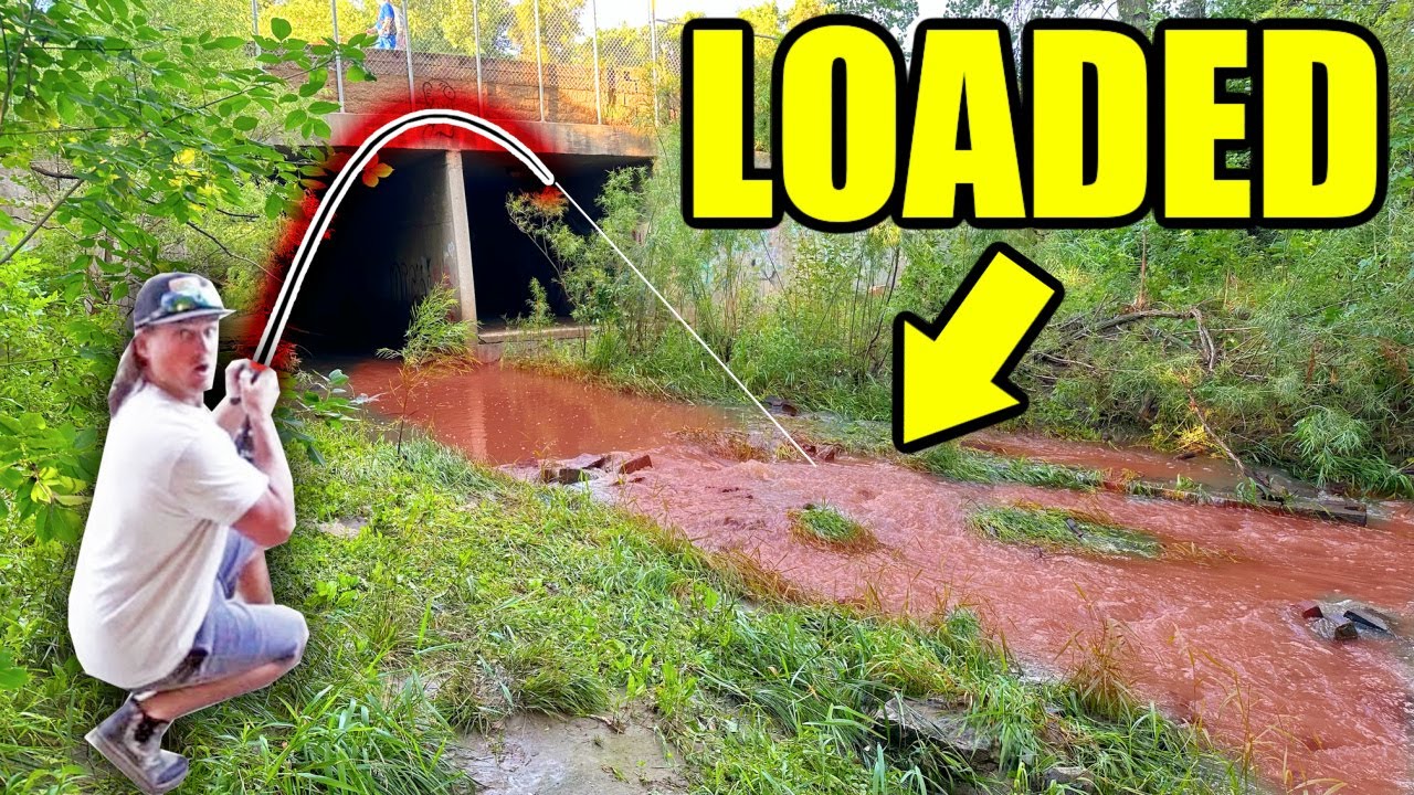Flash flood draws every fish to city spillway