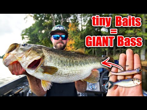 Unlikely Baits That Hook Record-Breaking Bass