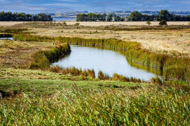 Rare bird thought to be extinct makes historic return to major wetland ...