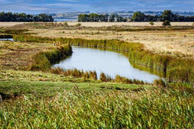 Rare bird thought to be extinct makes historic return to major wetland ...