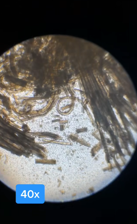 Tuna Under the Microscope: Discover the Tiny Details