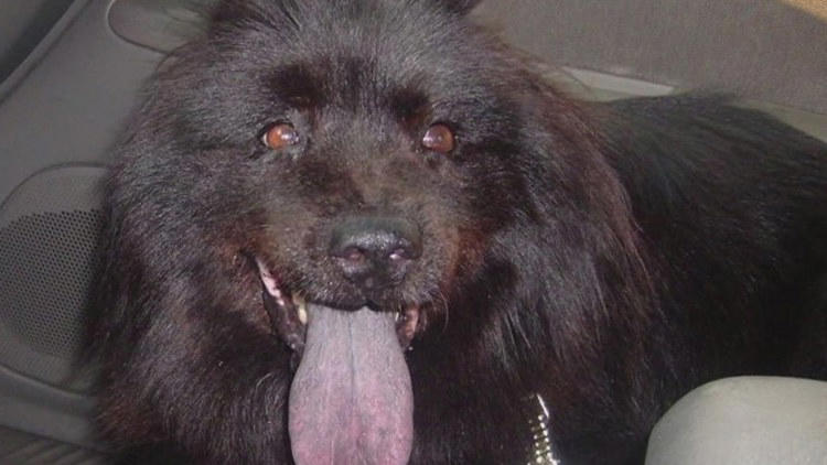 A prayer answered: How Coach James reunited with his dog after ...