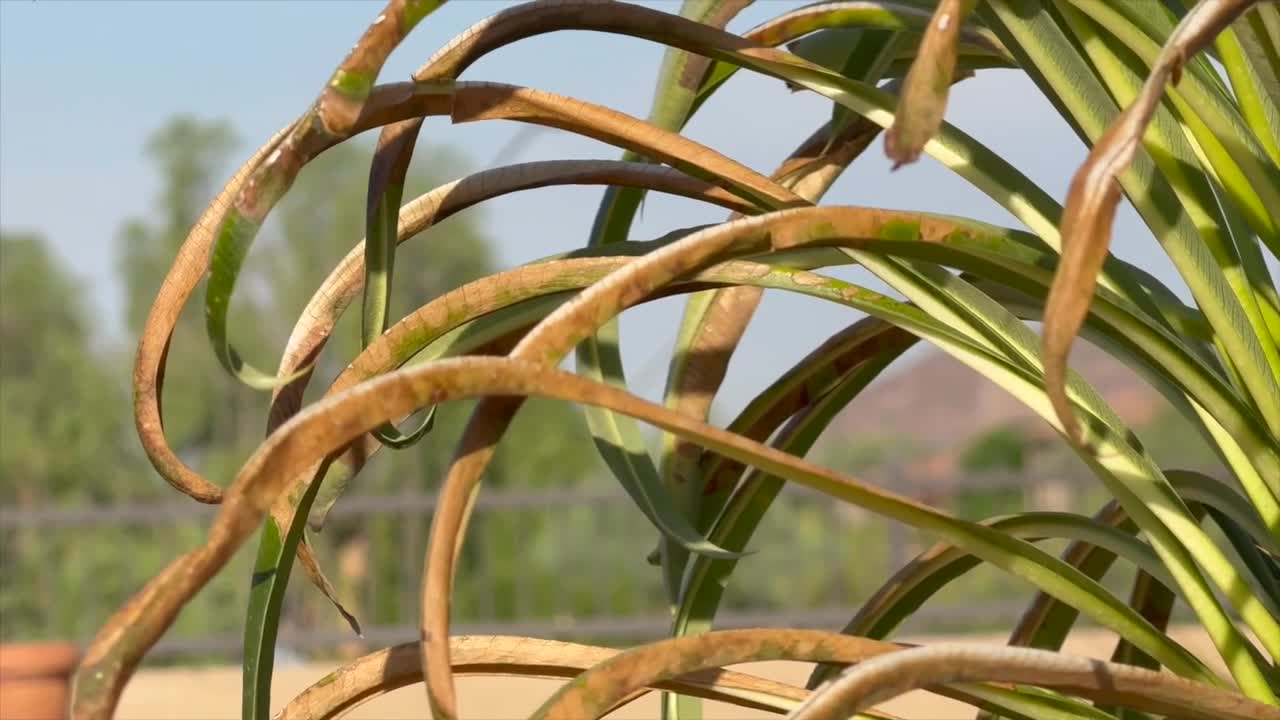 How to keep your plants alive during Arizona's extreme heat