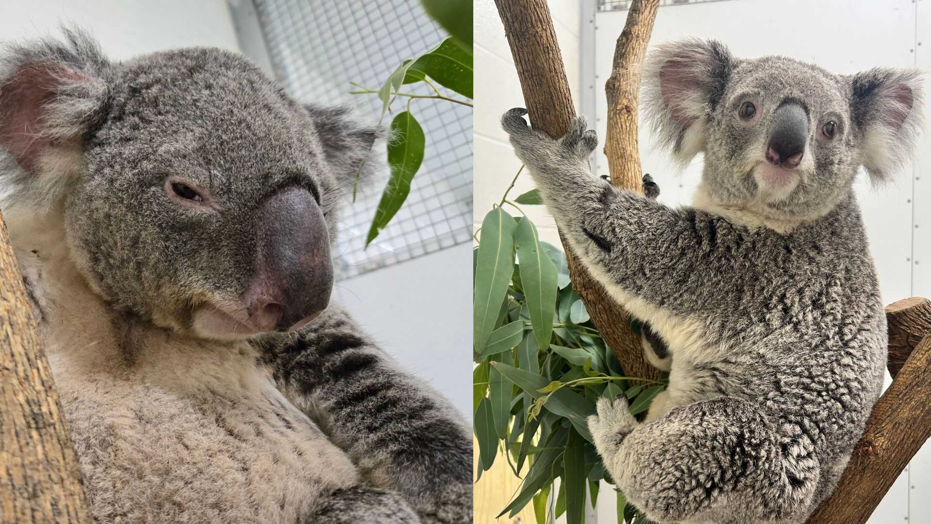 'Operation Boomerang': 2 new koalas arrive at Louisville Zoo via ...