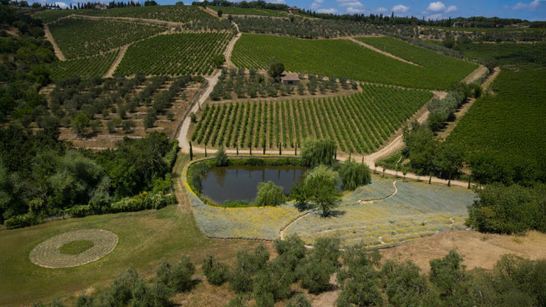 Art Among the Vines