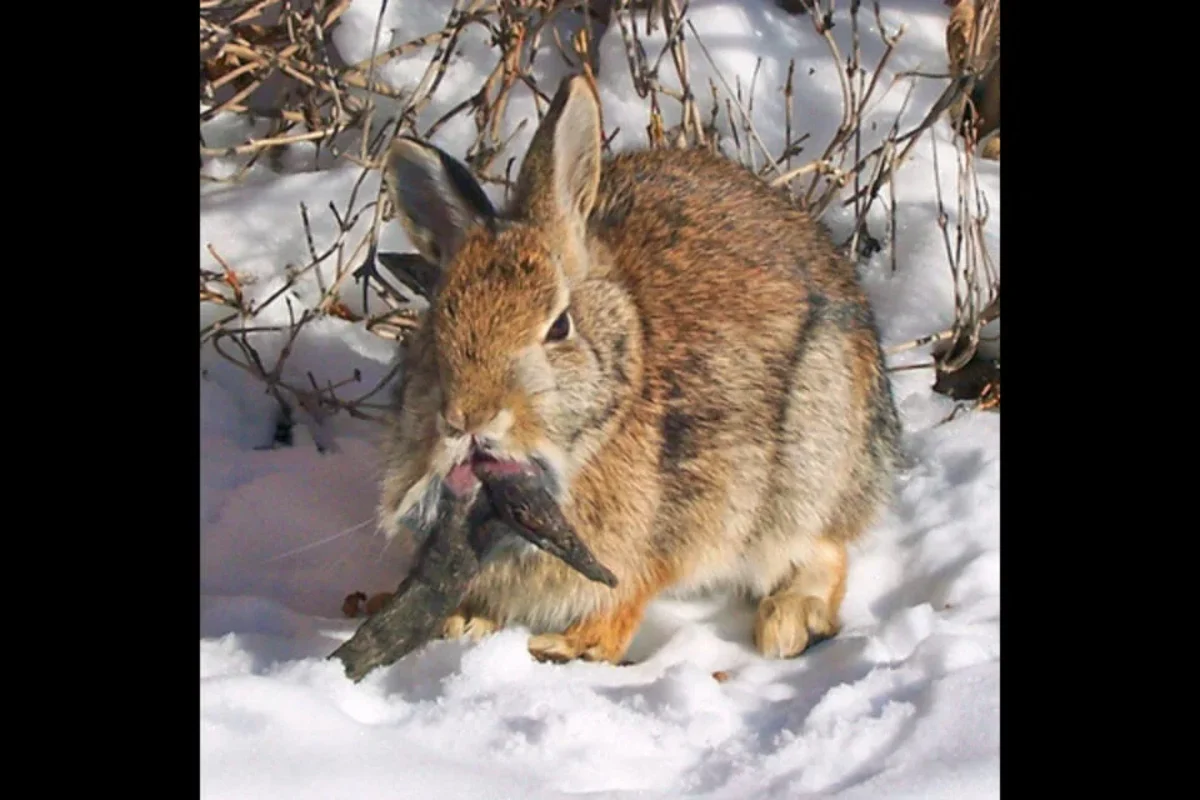 Colorado residents alarmed as rabbits with black horns and mouth ...