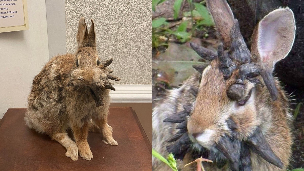 ¿Conejos mutantes aterrorizan Colorado? Esta es la verdad del origen de ...