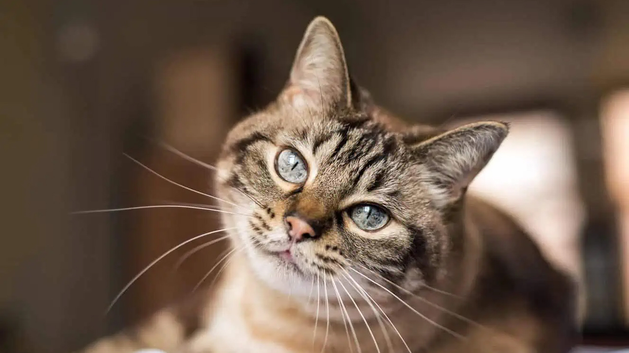 If your cat does these 8 things, It's pure love