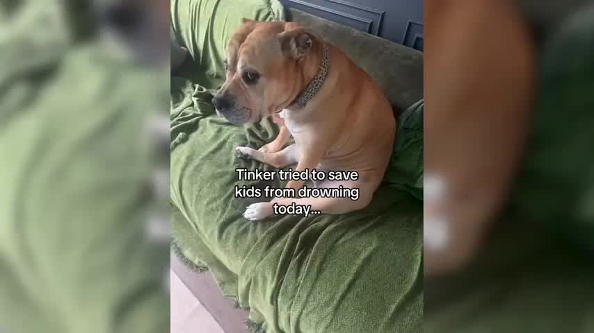 Dog Tries Saving Kids Swimming