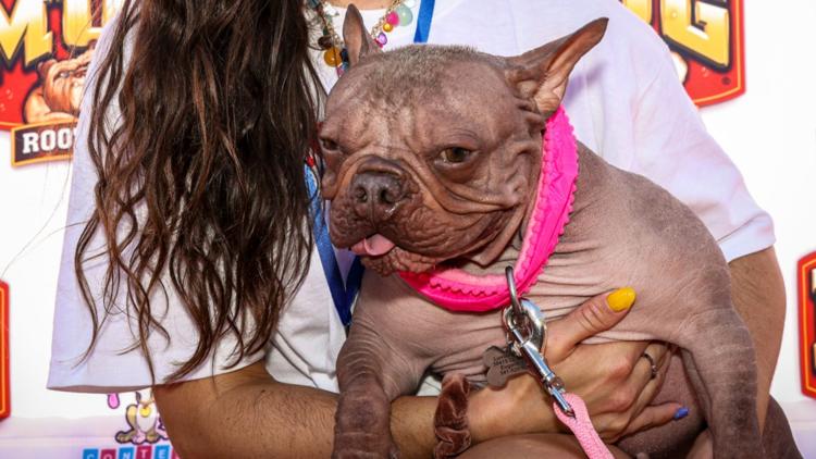 Eugene dog named world's ugliest after rescue from Las Vegas breeder ...