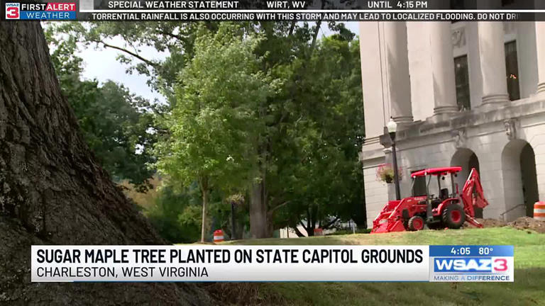 Sugar maple tree planted on state capitol grounds